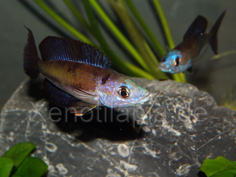 Cyprichromis microlepidotus Kasai - Fotos - Xenotilapia